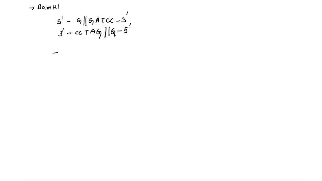 Solved A Researcher Has A Plasmid Vector That Has Been Cut With Bamhi