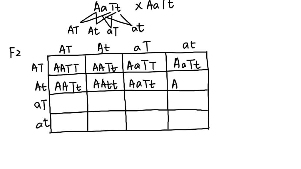 SOLVED: Give the phenotype and genotype ratios for the F1 and F2 ...