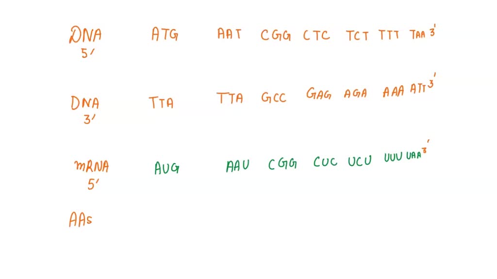 SOLVED: Given the following sequence of DNA, transcribe it into mRNA and tRNA, then use the ...
