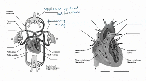 [GET ANSWER] 4 Label the parts of the human heart. Pulmonary artery ...