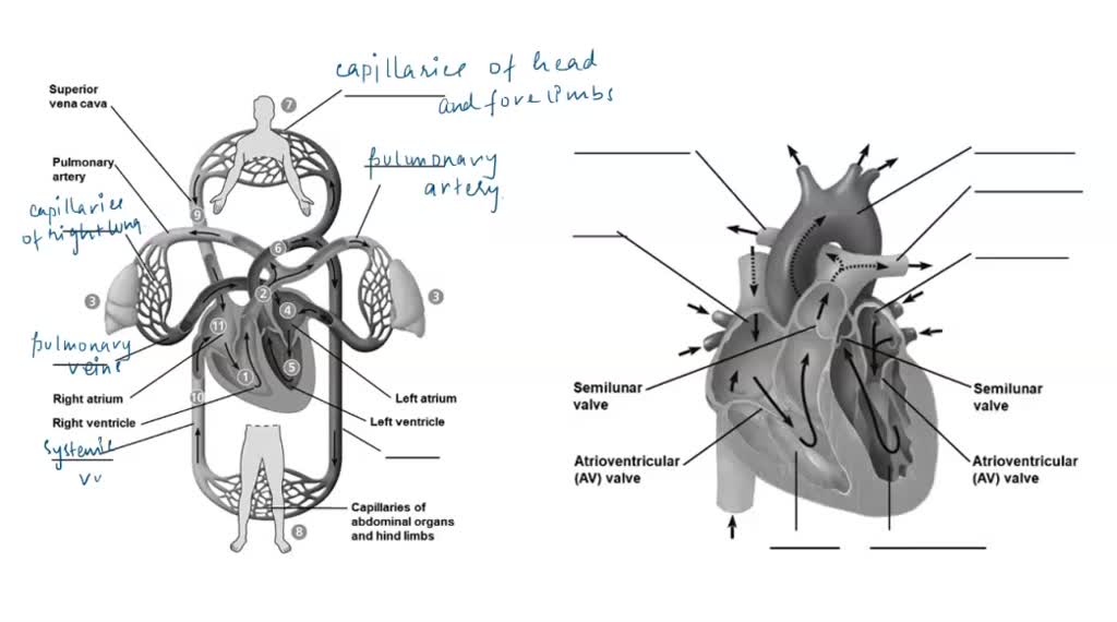 SOLVED: Chapter 5: Labeling Use your mouse to drag each of the terms to the appropriate box ...