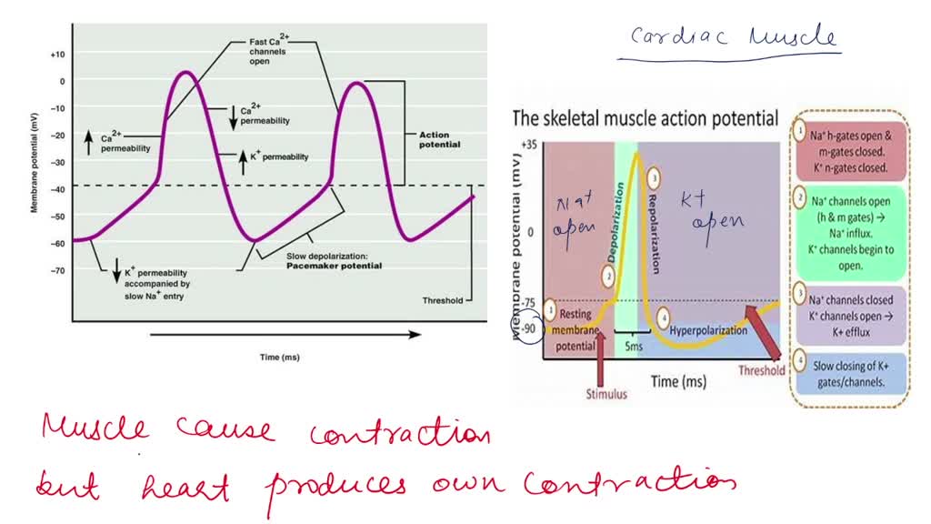 SOLVED: Hello tutor please answer the following Physiology question ...