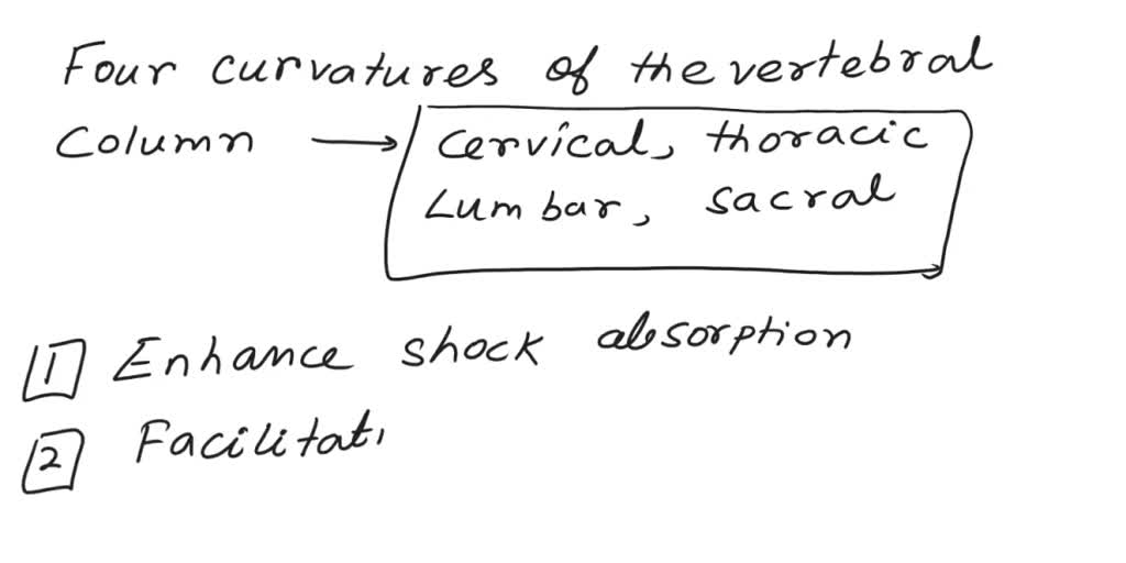 SOLVED: 1. The spine serves many functions in the skeletal system: it ...