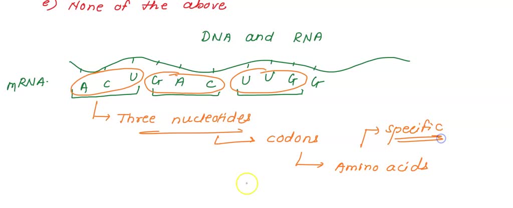 SOLVED: Acodon can be described as A sequence of three amino acids in ...