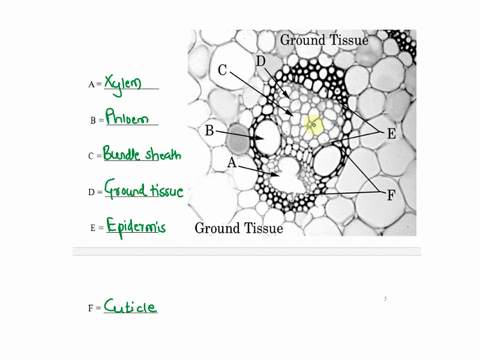 Location of tissues in stem Label the tissue types in this...