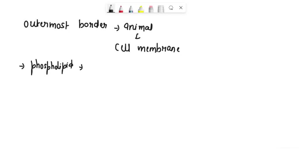 SOLVED: Name the outermost border of an animal cell. What is it ...