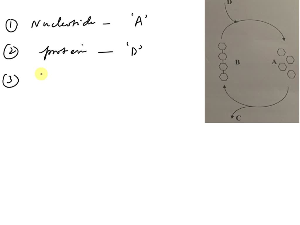 SOLVED: (comprehension) Use the diagram at the right to answer questions 1-3. 1. Which letter ...