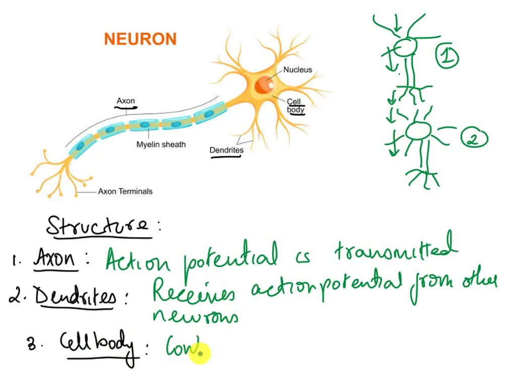 SOLVED: Describe the basic anatomy of a neuron. Include in your ...