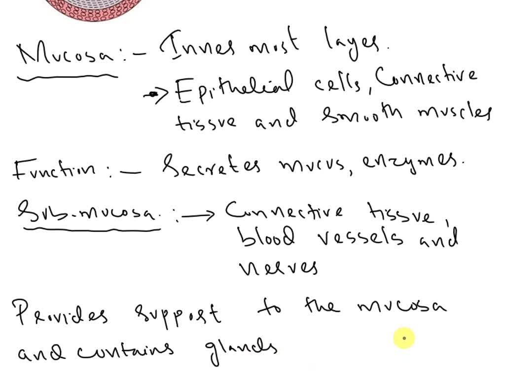 SOLVED: 8 Draw a diagram of the intestinal wall. Be sure to include ...