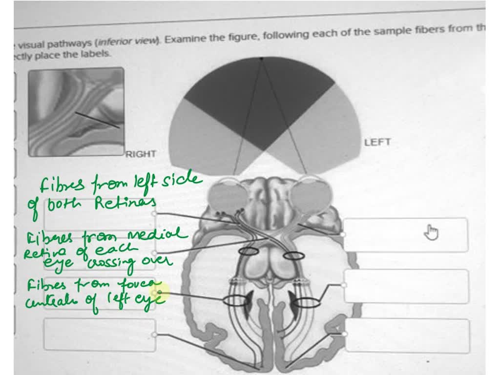 SOLVED: WebCOM=2.0 New Tab G Biology The Dynamic Connect Activity This ... SOLVED: WebCOM=2.0 New Tab G Biology The Dynamic Connect Activity This ...