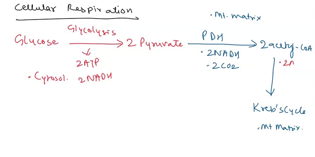 VIDEO solution: Which stages of cellular respiration produce carbon ...