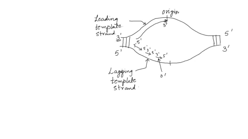 SOLVED: Below is a diagram of a DNA molecule that is undergoing ...