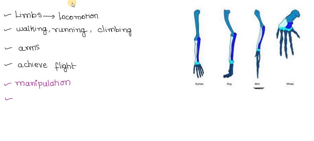 SOLVED: 'What function does the limb serve in each animal? How are the ...