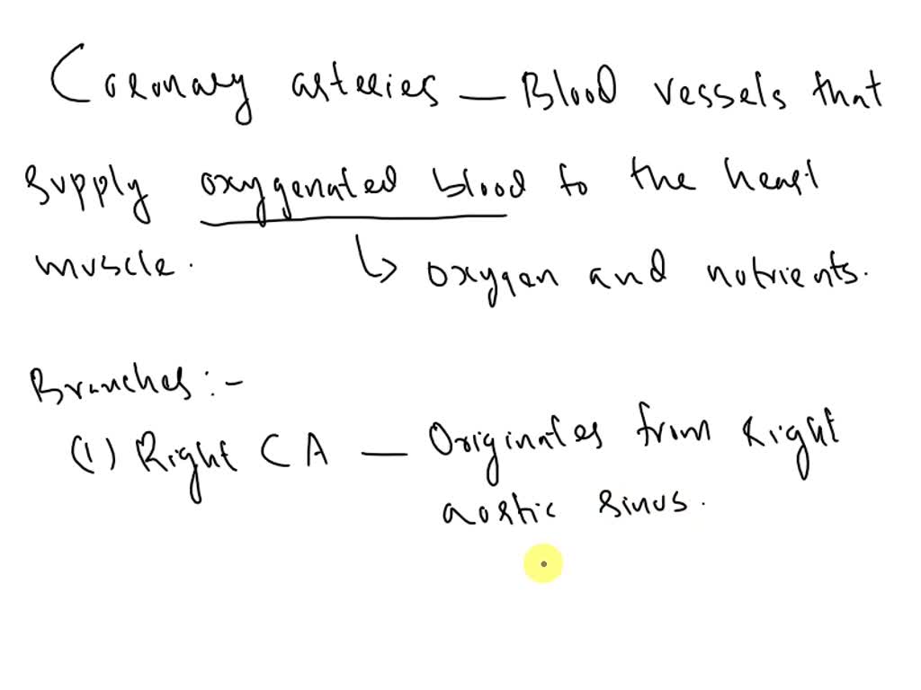Solved What Are The Arteries In Order From The Heart To The Right Superficial Temporal Artery