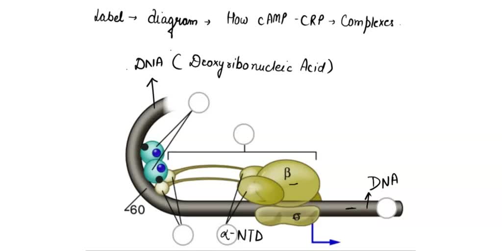SOLVED: Label the diagram illustrating how the cAMP-CRP complex ...