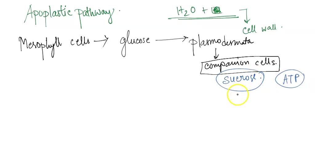 SOLVED: Describe fully phloem loading from mesophyll cells to the ...