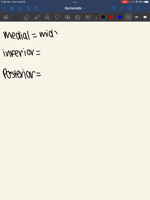 name a structure that is in the medial part of the body located ...