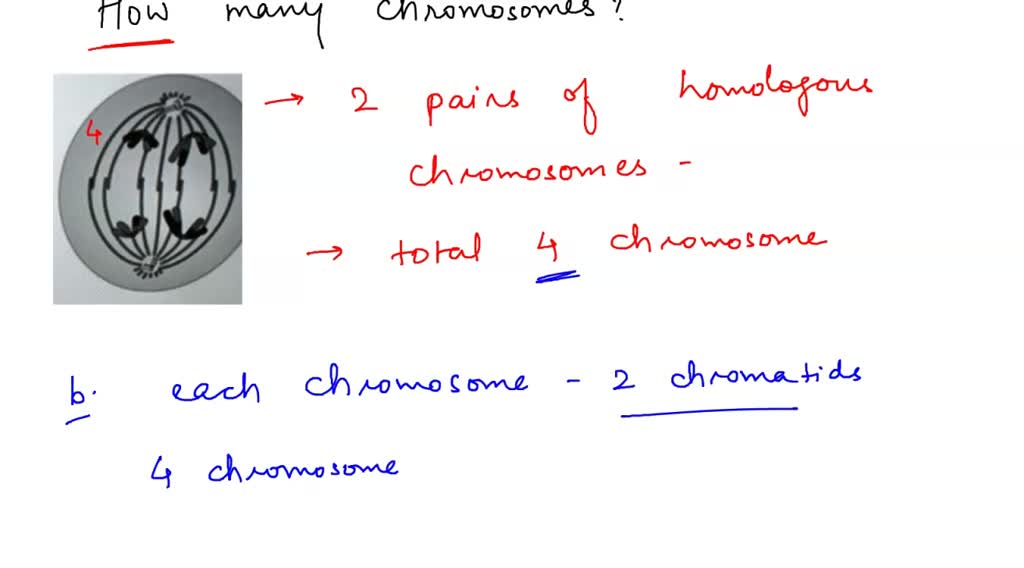 SOLVED: A) How many chromosomes do you see in this diagram? B) How many ...