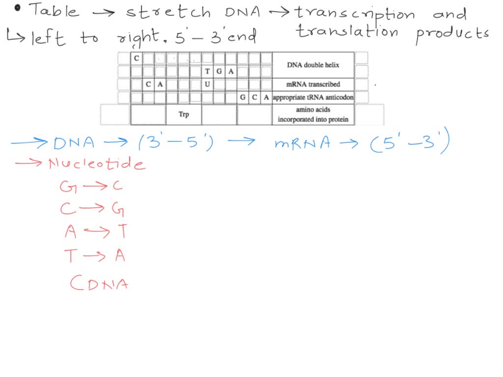 SOLVED: The table shown provides information about a stretch of DNA and ...