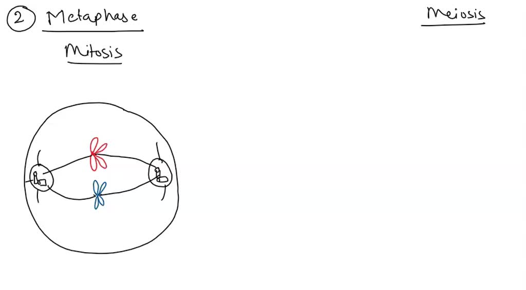 SOLVED: Create each of the stages of meiosis using the pop beads and ...