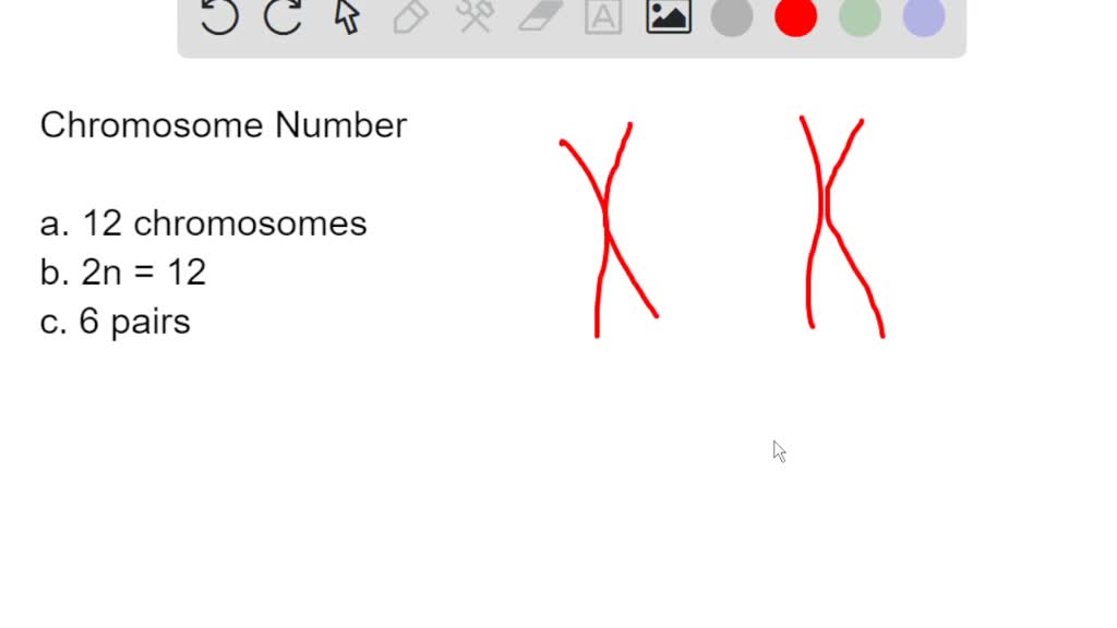 SOLVED: If 24 sister chromatids were observed in a cell in G2: How many ...