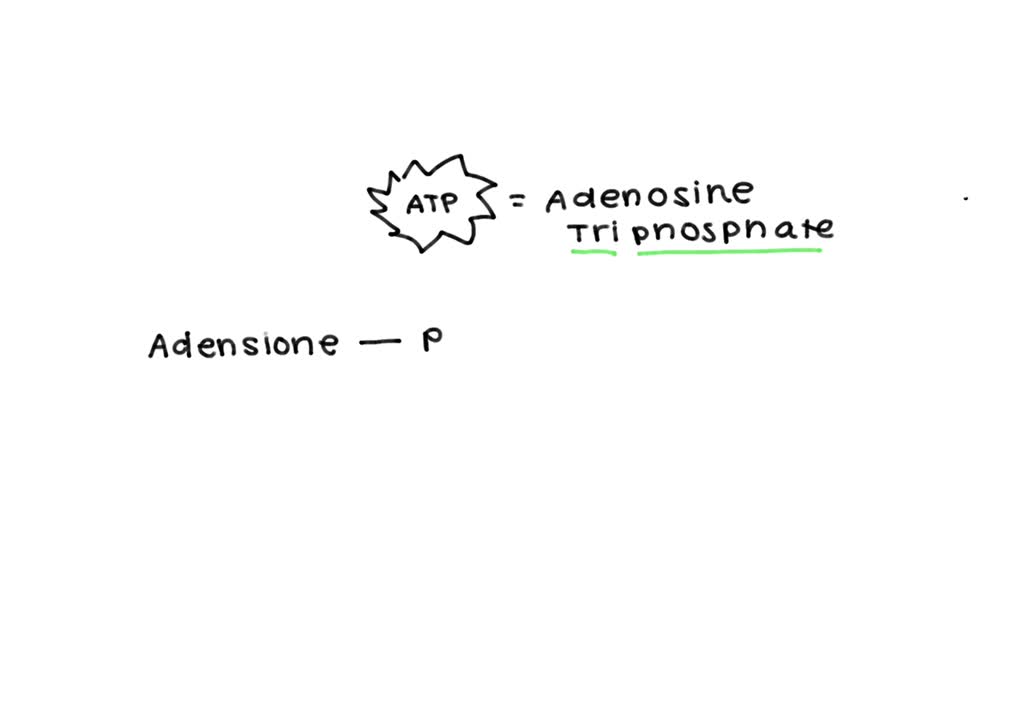 SOLVED: Energy is released by the of ATP addition of an electron ...