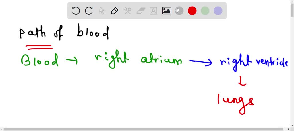 SOLVED: Trace the path of blood through the heart and lungs.