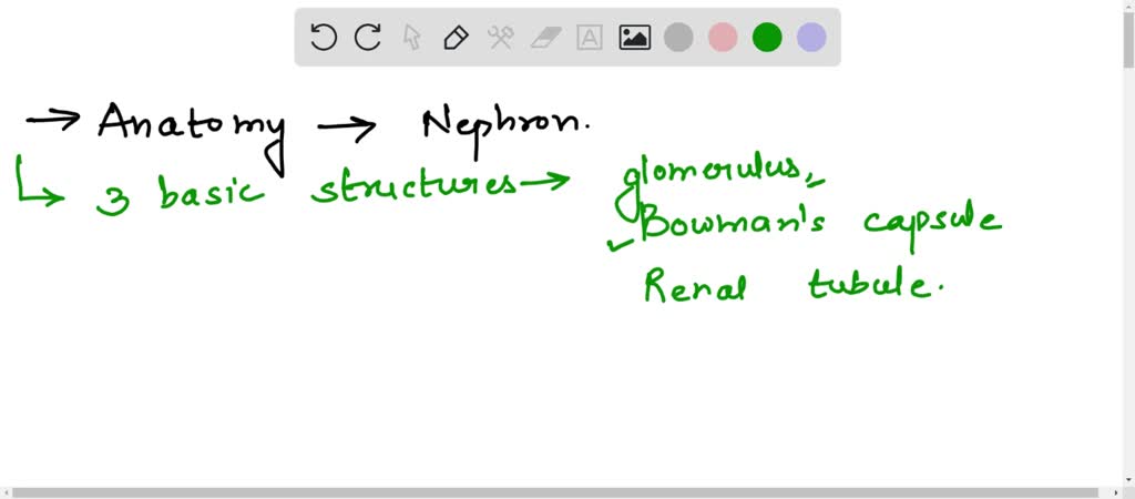 SOLVED: Explain the anatomy of a nephron and function of its each component.