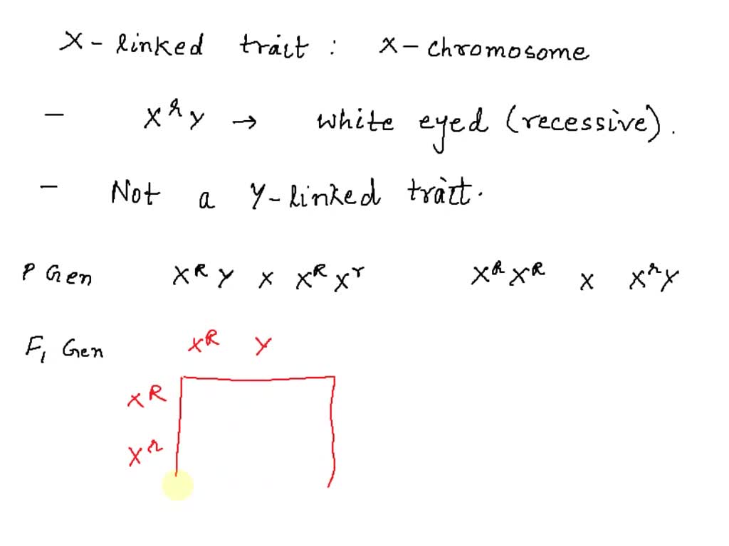 SOLVED: In fruit flies, one genotype for red eyes is written X R X R ...