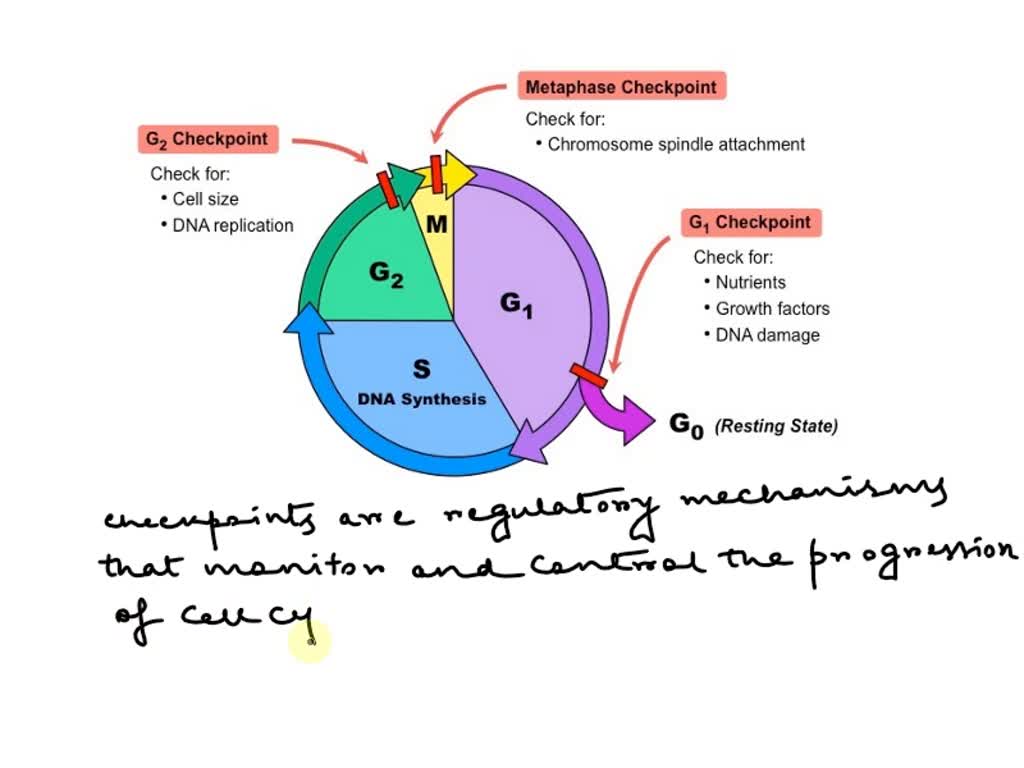 SOLVED: What are the 4 major cell cycle control checkpoints? How are they regulated? List the ...