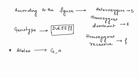 Figure 1 Alleles and Genotype 1. Write the correct genotype...