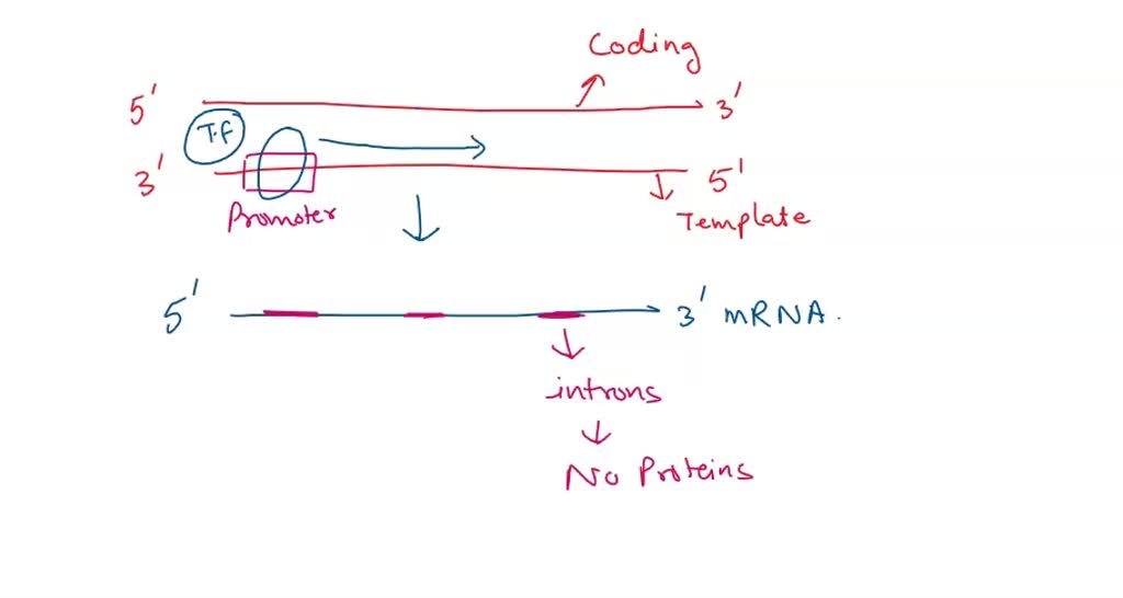 SOLVED: The 5' cap of TOP mRNAs can be bound by (choose all that apply ...