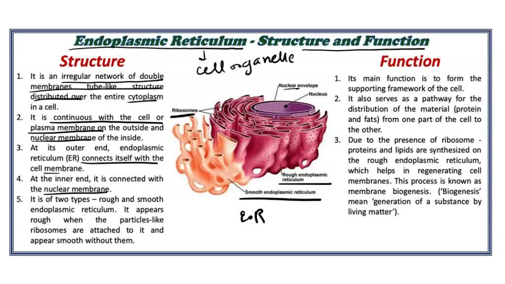 SOLVED: How does the structure of endoplasmic reticulum relates to its ...