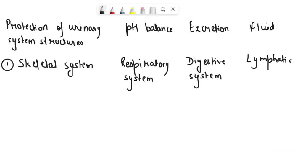 Part E - Shared functions Drag the organ systems below to the urinary ...