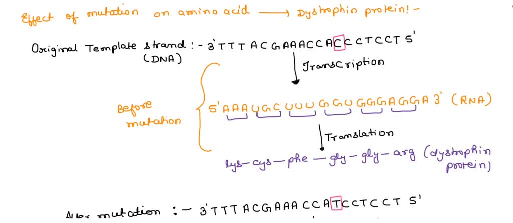 SOLVED: In one type of mutation leading to a form of thalassemia, the mutation of a single base ...