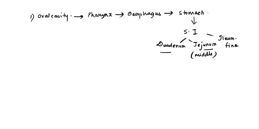 SOLVED: Draw a flow chart of the GI tract, starting with the oral ...