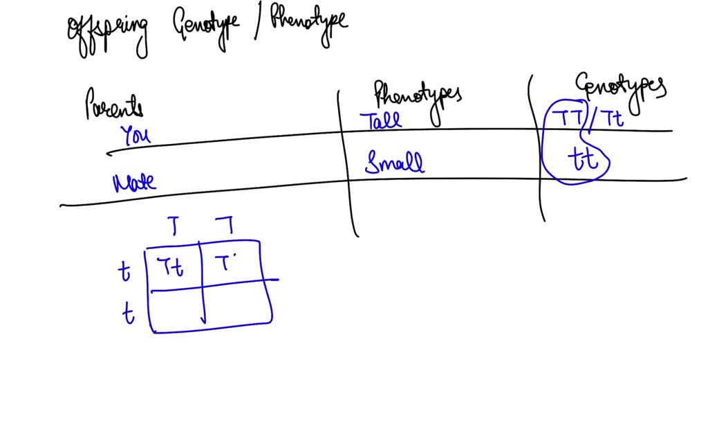 SOLVED: OFFSPRING PHENOTYPE/GENOTYPE DETERMINATION Complete the ...