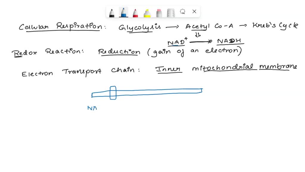 SOLVED: Explain how NAD+ and NADHz are used as molecular shuttles in metabolic reactions Use ALL ...