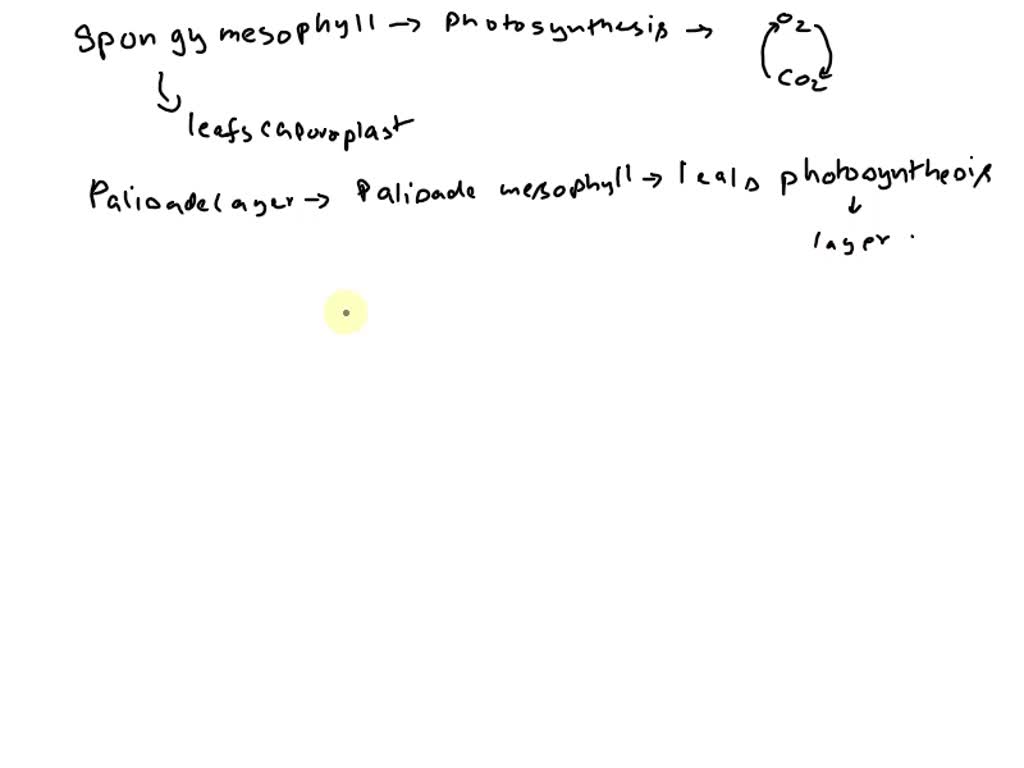 SOLVED: How is anatomy (cell arrangement) different between the ...