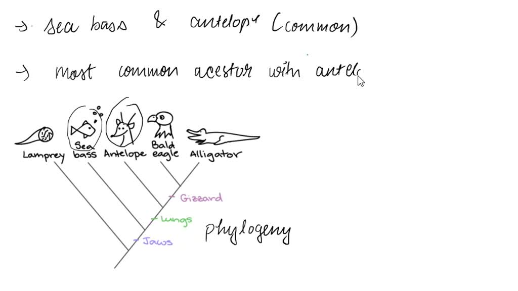 SOLVED: According to the phylogeny below, what characteristics do sea ...