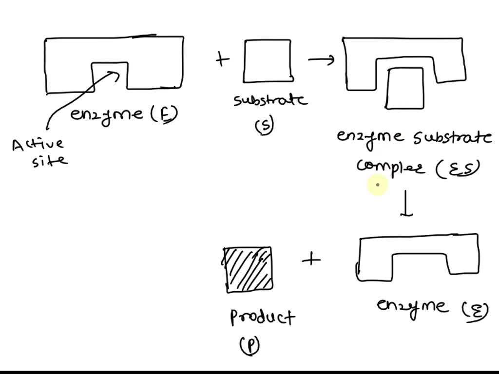 SOLVED: Draw a complete reaction diagram for an enzyme binding to a ...
