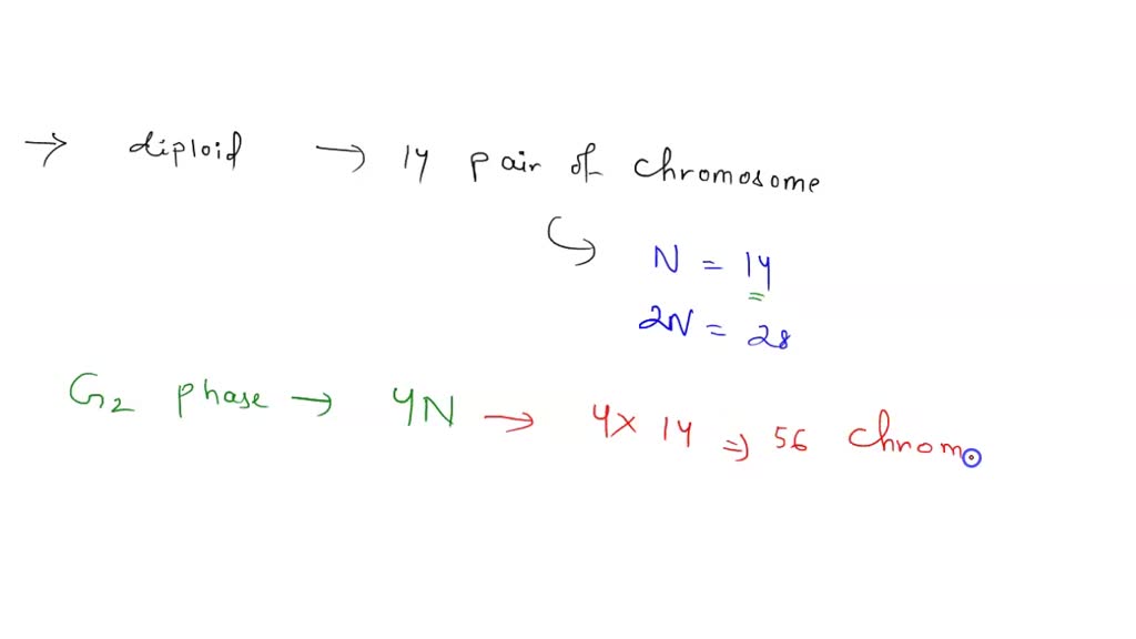 SOLVED: If you are studying a diploid organism that has 14 pairs of ...