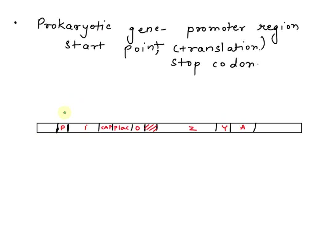 SOLVED: Draw a prokaryotic gene with the following features: A promoter region with -35 and -10 ...