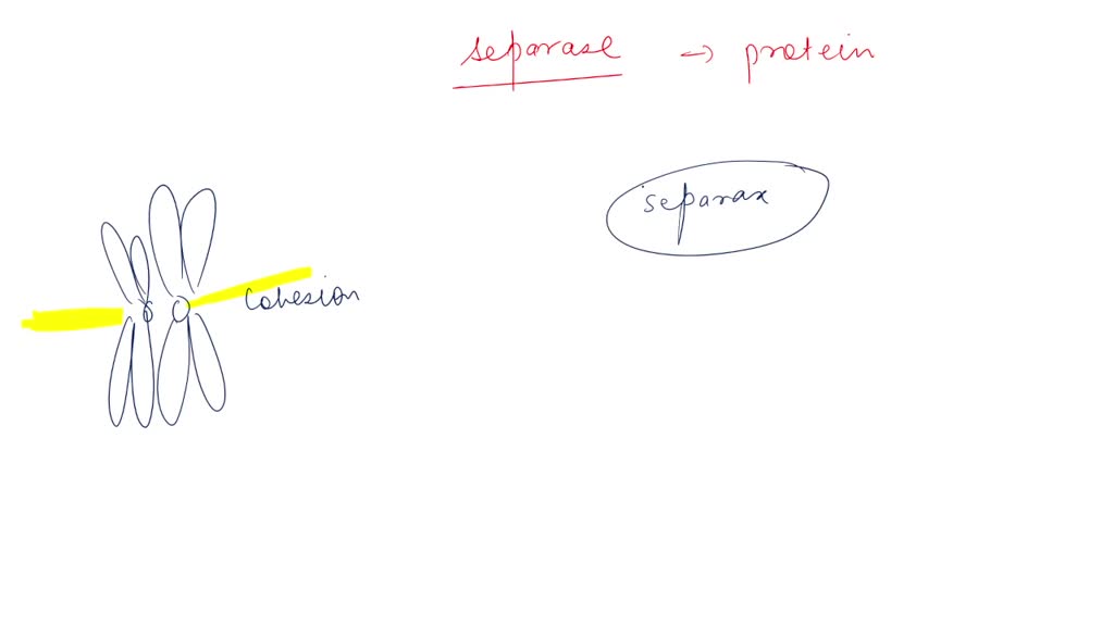 SOLVED: What is separase? Select one: a. A protein that destroys ...