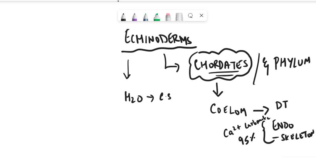 SOLVED: Echinoderms have pentaradial symmetry but are most closely to ...