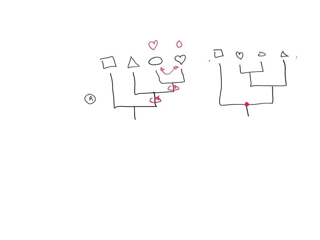 SOLVED: Which of the evolutionary trees below show similar evolutionary ...