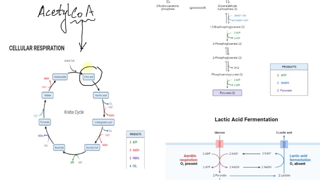 SOLVED: The fate of pyruvate produced during glycolysis depends ...