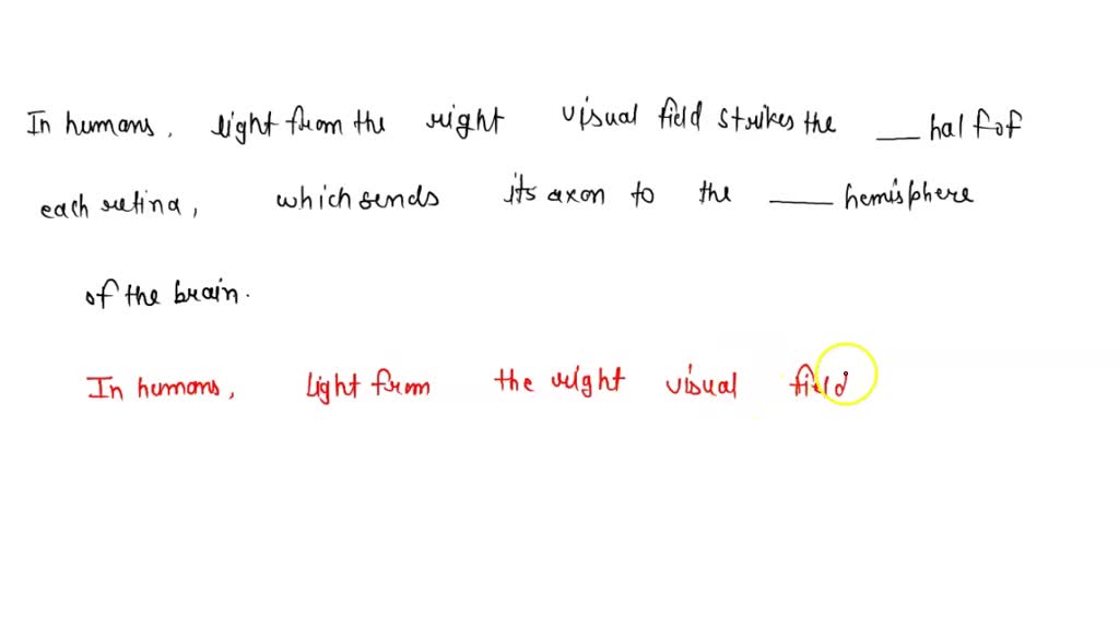 SOLVED: The optic nerve takes messages back to the brain which then ...
