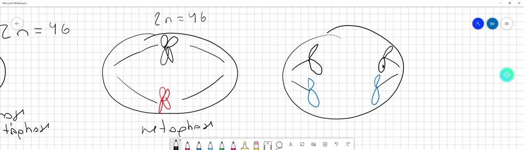 SOLVED: question 10 Number of Chromosomes in Human Cell in Different ...