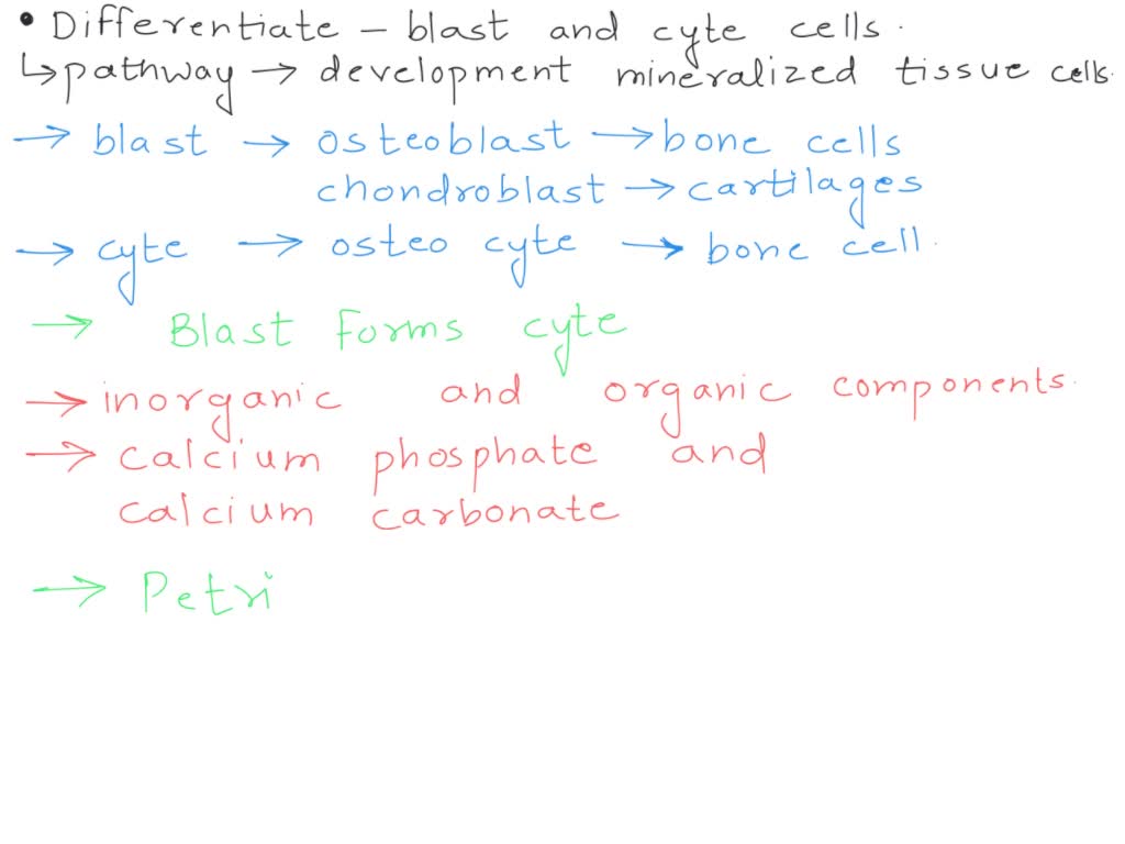 SOLVED: Differentiate between -blast and -cyte cells (maturity ...